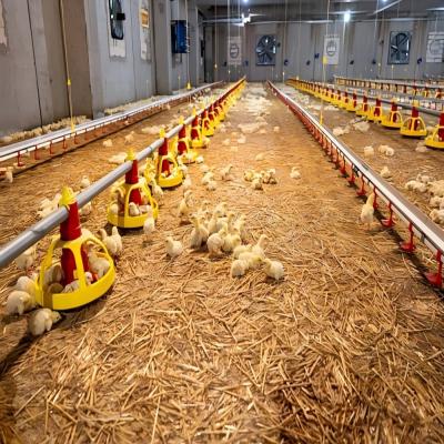 China Automatic Broiler Poultry Equipment Complete Farming System with Customizable Dimensions Low Maintenance and Long Service Life for Chicken House for sale