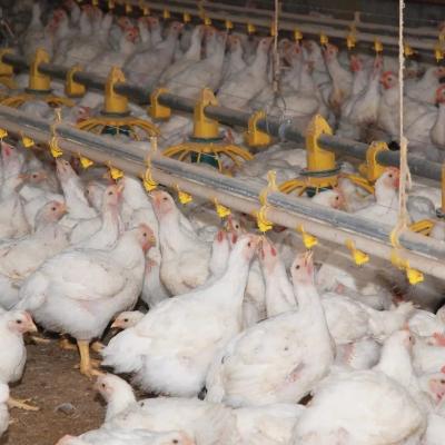 China Floor Farming System Broiler Chicken House Poultry Feeders and Drinkers Farm Equipment for sale