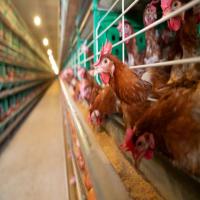 China Galvanized Steel Poultry House Equipment with Automatic Operation and High Energy Efficiency for sale