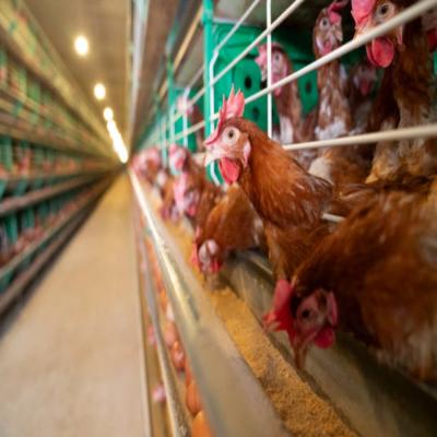China Galvanized Steel Poultry House Equipment with Automatic Operation and High Energy Efficiency for sale