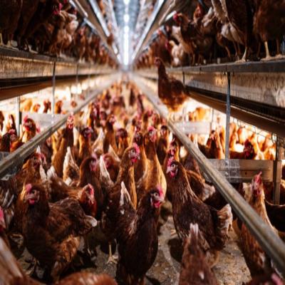 China High-Quality Galvanized Steel Poultry Farm Equipment with Automated Feeding and Climate Control for sale