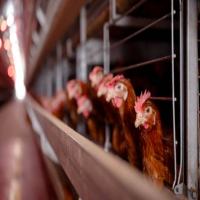 China Customizable Poultry Farm Equipment with Modular Structure and Automatic Feeding System for Efficient Poultry Management for sale