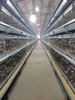 China High Survival Rate Fully Automatic Pullet Cage Space Saving Easy Operation High Efficiency for sale