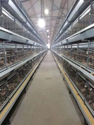 China High Survival Rate Fully Automatic Pullet Cage Space Saving Easy Operation High Efficiency for sale