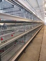China High Survival Rate Fully Automatic Pullet Cage Space Saving Easy Operation High Efficiency for sale