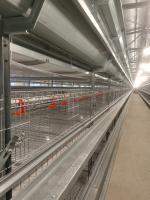 China High Survival Rate Fully Automatic Pullet Cage Space Saving Easy Operation High Efficiency for sale