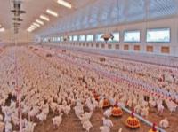 China Prerfabricated Steel Structure Layer Chicken House Poultry Shed Construction for sale