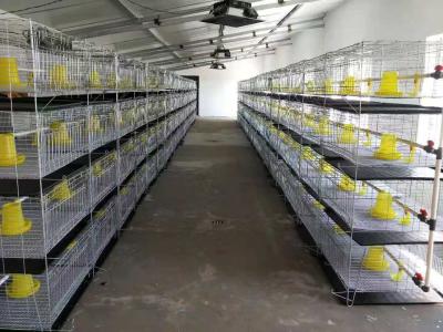 China High-Density Health & Welfare chick cage Leg Disease Prevention Growth Uniformity for sale