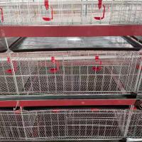 China High-Density Health & Welfare chick cage Leg Disease Prevention Growth Uniformity for sale