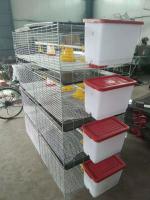 China High-Density Health & Welfare chick cage Leg Disease Prevention Growth Uniformity for sale
