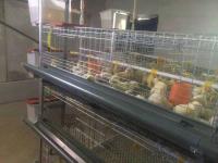 China High-Density Health & Welfare chick cage Leg Disease Prevention Growth Uniformity for sale