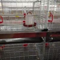 China High-Density Health & Welfare chick cage Leg Disease Prevention Growth Uniformity for sale