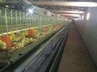 China High-Density Health & Welfare chick cage Leg Disease Prevention Growth Uniformity for sale