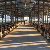 China Weather Resistant Steel Structure Cattle Shed for Outdoor Farm Breeding Livestock Shelter for sale