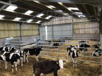China Weather Resistant Steel Structure Cattle Shed for Outdoor Farm Breeding Livestock Shelter for sale
