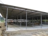 China Steel Structure Cattle Feeding and Milking Sheds Sale for sale