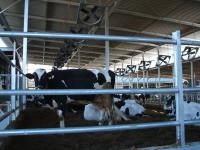 China Steel Structure Cattle Feeding and Milking Sheds Sale for sale