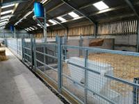 China Steel Structure Cattle Feeding and Milking Sheds Sale for sale