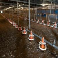 China High Efficiency Smart Poultry Farm Construction with Smart Automation System and Durable Steel Structure for sale