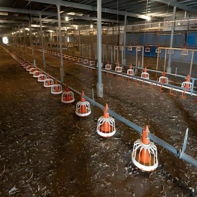 China High Efficiency Smart Poultry Farm Construction with Smart Automation System and Durable Steel Structure for sale