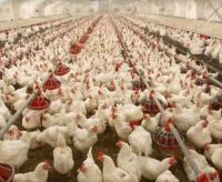 China High-Density Health & Welfare Breeder Cage for Leg Health & Uniform Breeding Performance for sale
