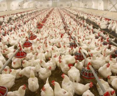 China High-Density Health & Welfare Breeder Cage for Leg Health & Uniform Breeding Performance for sale