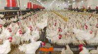 China High-Density Health & Welfare Breeder Cage for Leg Health & Uniform Breeding Performance for sale