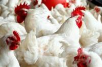 China High-Density Health & Welfare Breeder Cage for Leg Health & Uniform Breeding Performance for sale