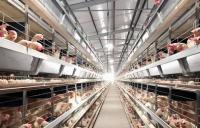 China Weather-Resistant Steel Structure Factory Building Steel Structure Nsw Farm Shed for sale