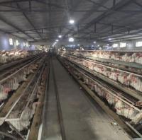 China CE Approved Automatic Feeding System Poultry Farm Equipment with Hot-DIP Galvanized Broiler Chicken Farm Equipment for sale
