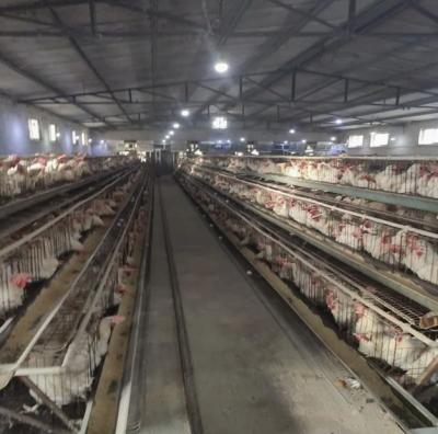 China CE Approved Automatic Feeding System Poultry Farm Equipment with Hot-DIP Galvanized Broiler Chicken Farm Equipment for sale