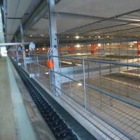 China CE Approved Automatic Feeding System Poultry Farm Equipment with Hot-DIP Galvanized Broiler Chicken Farm Equipment for sale