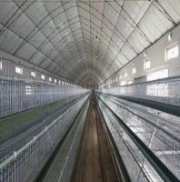 China CE Approved Automatic Feeding System Poultry Farm Equipment with Hot-DIP Galvanized Broiler Chicken Farm Equipment for sale