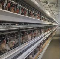 China CE Approved Automatic Feeding System Poultry Farm Equipment with Hot-DIP Galvanized Broiler Chicken Farm Equipment for sale
