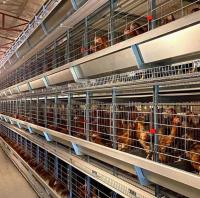 China CE Approved Automatic Feeding System Poultry Farm Equipment with Hot-DIP Galvanized Broiler Chicken Farm Equipment for sale
