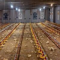 China Automatic Climate-Controlled Poultry House with Galvanized Steel Frame and Prefabricated Construction for sale