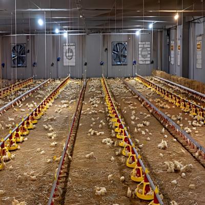 China Automatic Climate-Controlled Poultry House with Galvanized Steel Frame and Prefabricated Construction for sale