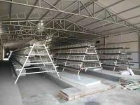 China Galvanized Steel A Type Layer Cage System with Low Maintenance and Customizable Dimensions for Poultry Farm Equipment for sale