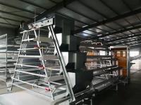 China Galvanized Steel A Type Layer Cage System with Low Maintenance and Customizable Dimensions for Poultry Farm Equipment for sale