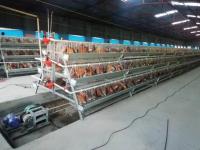 China Galvanized Steel A Type Layer Cage System with Low Maintenance and Customizable Dimensions for Poultry Farm Equipment for sale