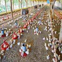 China Automatic Poultry House with Integrated Feeding System, High-Strength Steel Structure, and Intelligent Environmental Control for sale