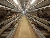China Hot-dip Galvanized Automatic Layer Cage Equipment for Poultry Farm for sale