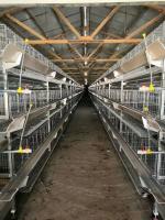 China Hot-dip Galvanized Automatic Layer Cage Equipment for Poultry Farm for sale