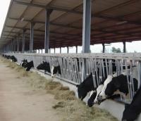 China Galvanized Steel Prefabricated Cattle Shed with Easy Installation & Customizable Layout for sale