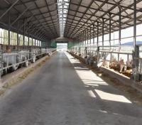 China Galvanized Steel Prefabricated Cattle Shed with Easy Installation & Customizable Layout for sale