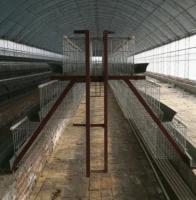 China Prefabricated High-Strength Windproof Waterproof Efficient-Assembly Steel Cattle Sheds, Chicken Coops & Horse Stables for sale