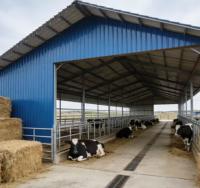 China Galvanized Steel Prefabricated Cattle Shed with Easy Installation & Customizable Layout for sale