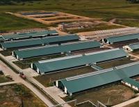 China Large Capacity Chicken Coop Bolt-Connected Steel Poultry Shed for sale