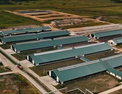 China Large Capacity Chicken Coop Bolt-Connected Steel Poultry Shed for sale