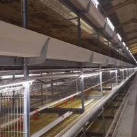 China Factory Price Agricultural Machinery 4 Layer Egg Cage Egg House Poultry Breeding Equipment for sale